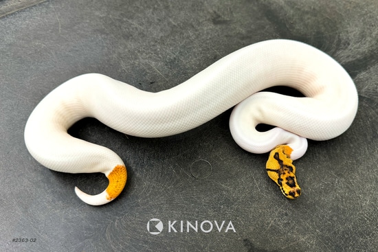 OD YB Clown Pied Ball Python by KINOVA