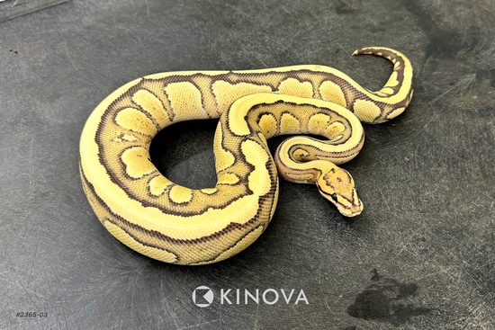 Fire Redstripe DG Dbl Het G-Stripe Clown Ball Python by KINOVA