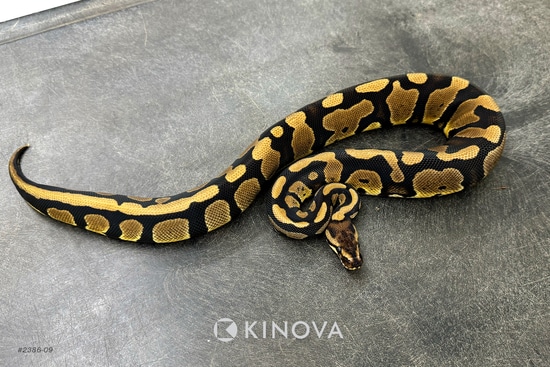 Confusion Dbl Het Desert Ghost G-Stripe Ball Python by KINOVA