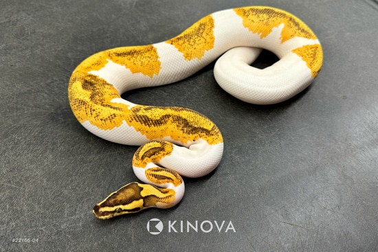 OD YB Vanilla Enchi Pied 50% Het MJ Axanthic Ball Python by KINOVA