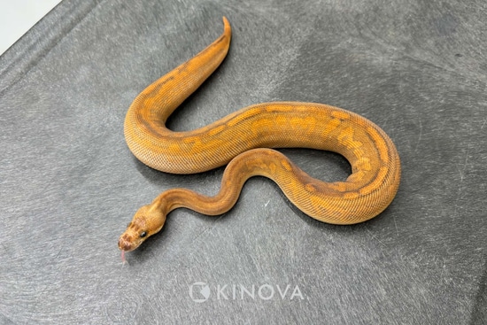 Black Pastel Redstripe YB Wookie Leopard Clown Ball Python by KINOVA