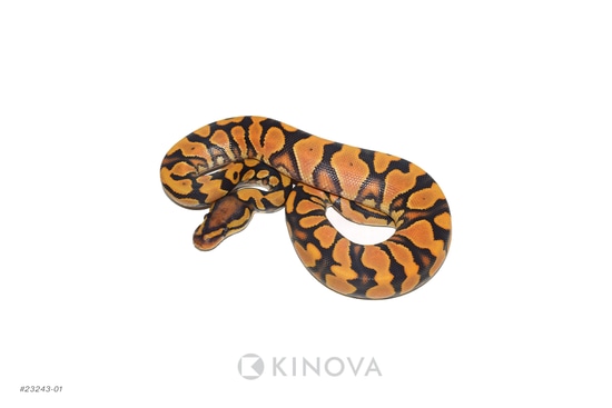OD YB Hypo Het Puzzle Ball Python by KINOVA