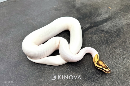 OD Pied Triple Het Hypo DG Clown Ball Python by KINOVA