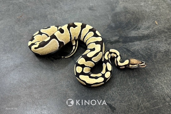 DG Dbl Het VPI Axanthic Clown Ball Python by KINOVA
