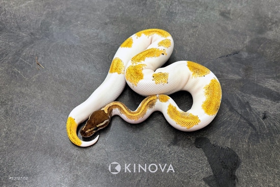 Enchi YB Mojave Pied Het Clown (Blackhead) Ball Python by KINOVA