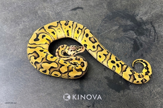 Pastel RS Dbl Het DG Stripe Crypton Ball Python by KINOVA