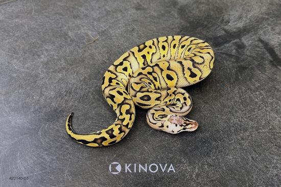 Pastel Redstripe Quad Het Desert Ghost Cryptic Clown G-Stripe Ball ...