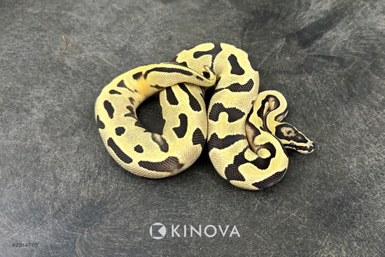 Enchi DG Pied Ball Python by KINOVA