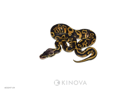 Pastel Leopard Dbl Het Monarch Puzzle Ball Python by KINOVA