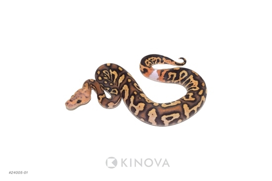 Fire Chocolate Spotnose Clown (Dark Knight) Ball Python by KINOVA