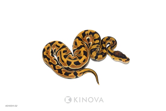 OD Puzzle Het Hypo Ball Python by KINOVA