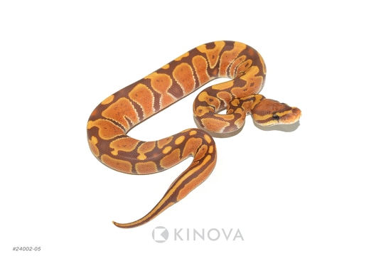 Ultramel Ball Python by KINOVA