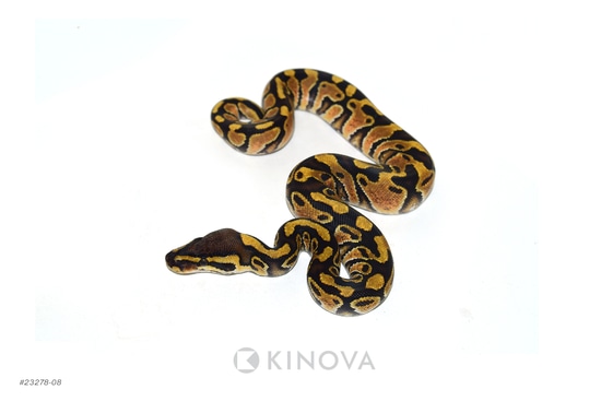 Hurricane Enchi Het Clown Ball Python by KINOVA