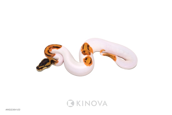 Enchi YB Leopard Pied Ball Python by KINOVA