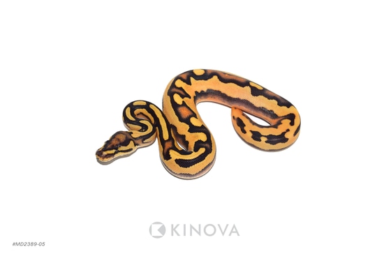 Super OD YB Fire Dbl Het Clown Pied Ball Python by KINOVA