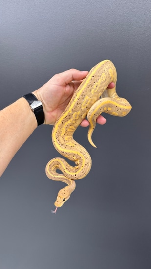 Stranger Leopard Coral Glow Ball Python by KINOVA