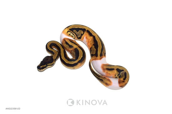 Enchi Leopard Pied Het Desert Ghost Ball Python by KINOVA