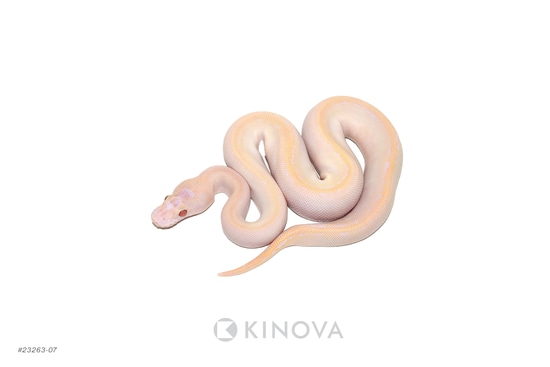 Ivory Lavender Het Pied (Leopard Blackhead Confusion) Ball Python by KINOVA