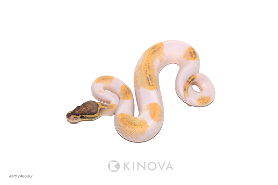 Highway Pied Dbl Het VPI Axanthic Clown Ball Python by KINOVA