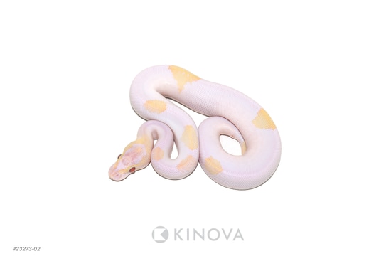 Ivory Dreamsicle Ball Python by KINOVA