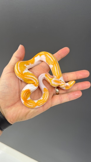 Freeway Dreamsicle Ball Python by KINOVA