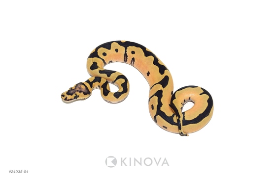 Desert Ghost Clown Het VPI Axanthic Ball Python by KINOVA