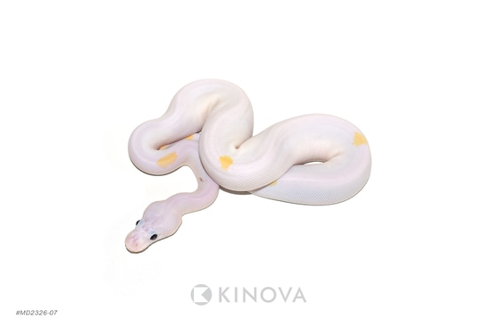Enchi Super Fire Pied (OD Leopard) Ball Python by KINOVA