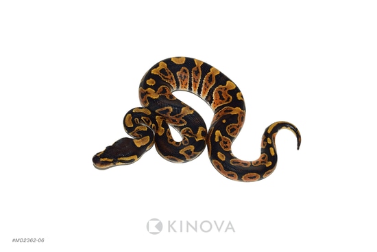 OD GHI Jaguar Ball Python by KINOVA