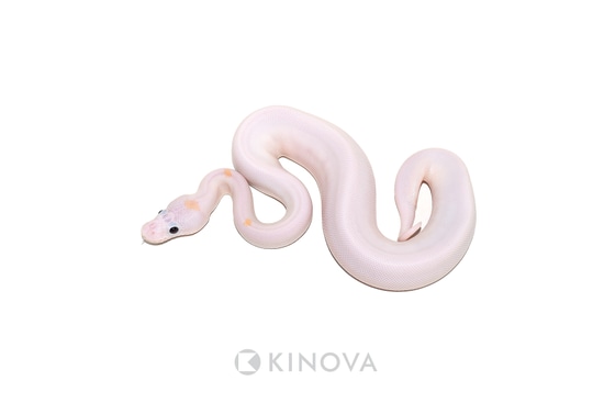 Super Fire Dbl Het Clown Pied (Redstripe Pixel) Ball Python by KINOVA