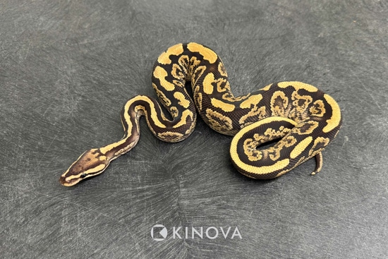 Fire Pixel Ball Python by KINOVA