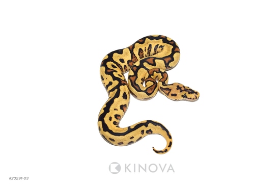 Fire YB Spotnose Clown (Special) Ball Python by KINOVA