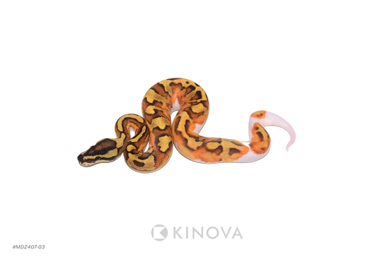 Enchi Fire Pied Ball Python by KINOVA