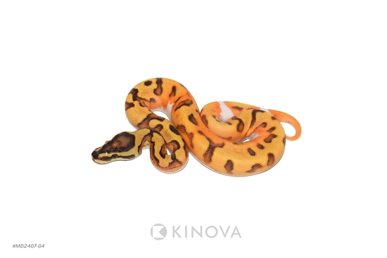 OD Fire Enchi Pied Ball Python by KINOVA