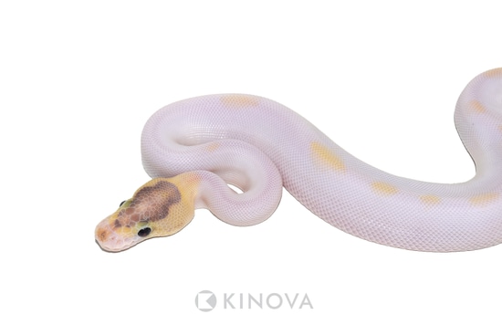 OD Ivory Pied (Super OD) Ball Python by KINOVA