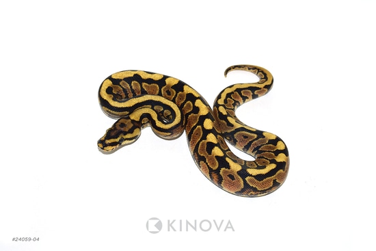 Redstripe YB Spotnose Het Puzzle Ball Python by KINOVA