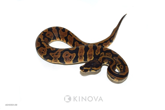 Confusion Het Puzzle Ball Python by KINOVA