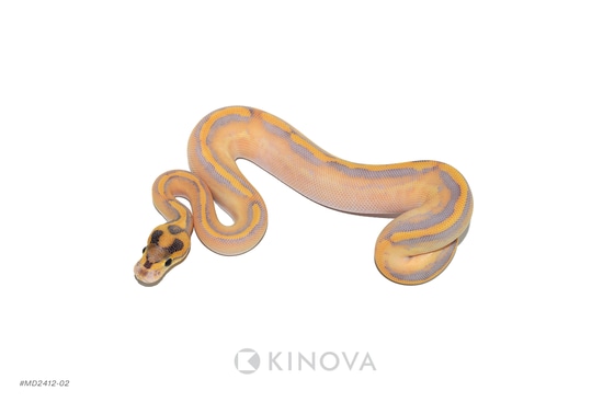 Enchi Leopard (Blackhead) Ivory Het Clown Ball Python by KINOVA