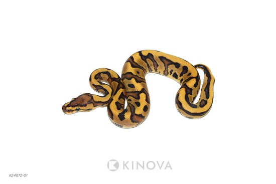 Fire Leopard Redstripe Dbl Het Puzzle Clown Ball Python by KINOVA