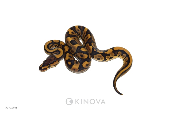 Leopard Redstripe Dbl Het Puzzle Clown Ball Python by KINOVA