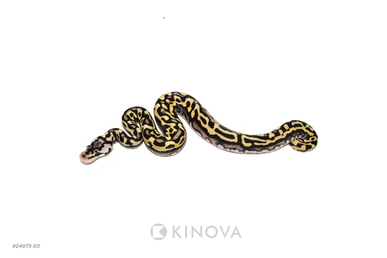 Pastel YB Spotnose Puzzle Ball Python by KINOVA