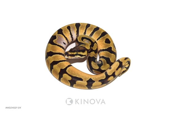 OD Enchi Paradox Quad Het VPI Axanthic DG Clown Pied Ball Python by KINOVA