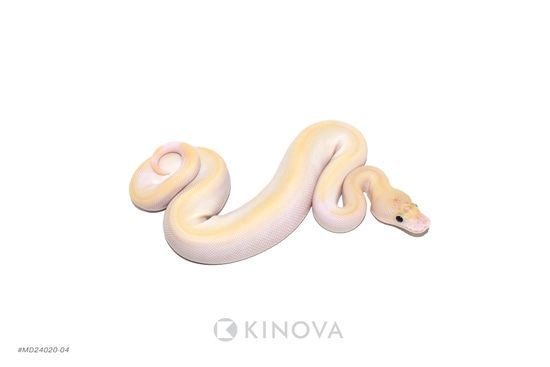 OD Enchi Fire Ivory Clown Pied Ball Python by KINOVA