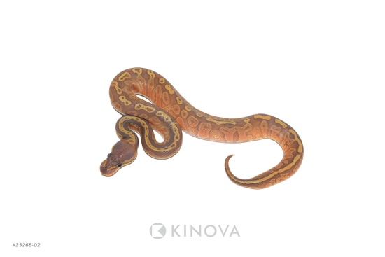 Hypo Sunset Dbl Het Desert Ghost Clown Ball Python by KINOVA