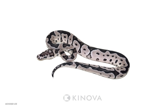 VPI Axanthic Clown Het Desert Ghost Ball Python by KINOVA