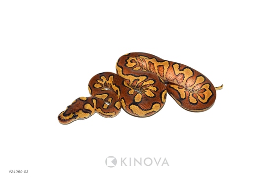 Black Pastel Enchi (Redstripe) YB Hurricane Clown Ball Python by KINOVA
