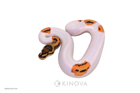 Fire YB Pied Het Clown Ball Python by KINOVA