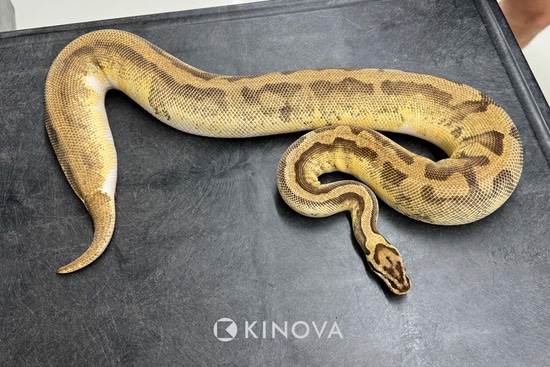 Pastel Enchi Pied Ball Python by KINOVA