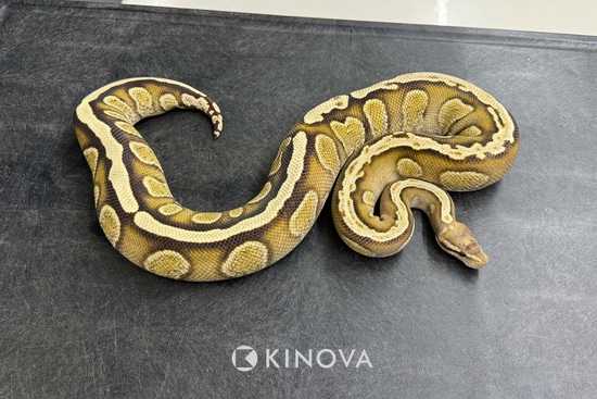 Fire Cypress GHI Ball Python by KINOVA