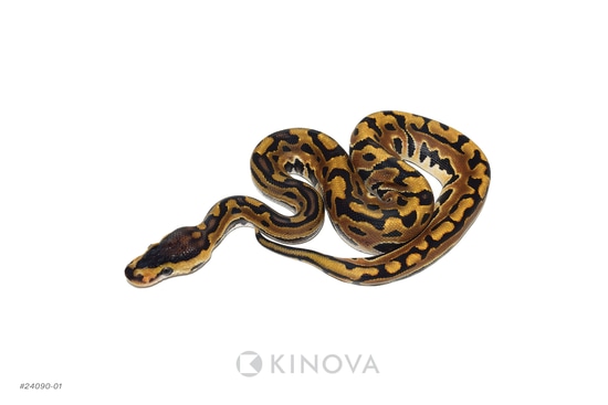 Puzzle Ball Python by KINOVA