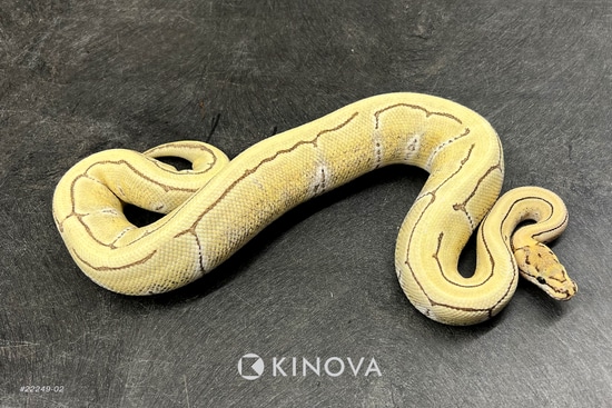 Mario Pinstripe Enchi DG Het Clown Ball Python by KINOVA